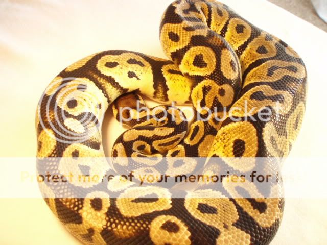 '07 Male Pastel Royal Python (BOURNEMOUTH) | Reptile Forums