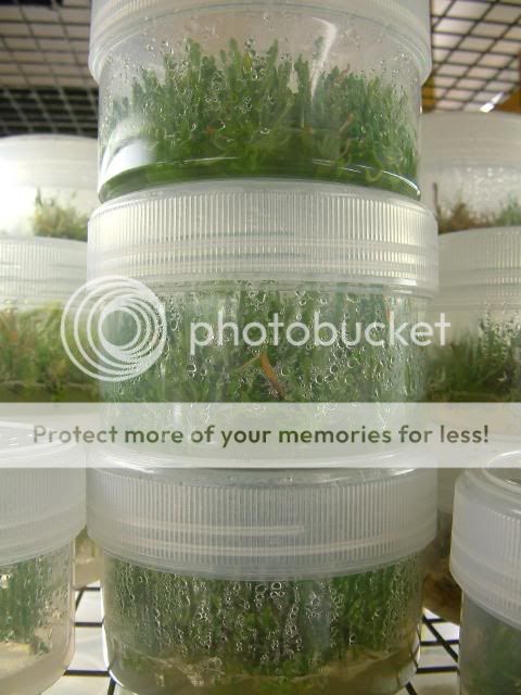 TC pics - FlyTrapCare Forums