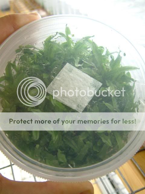 TC pics - FlyTrapCare Forums