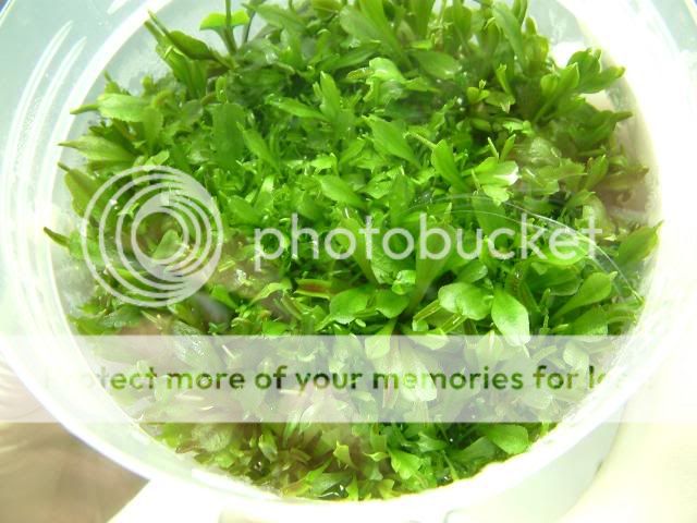 TC pics - FlyTrapCare Forums