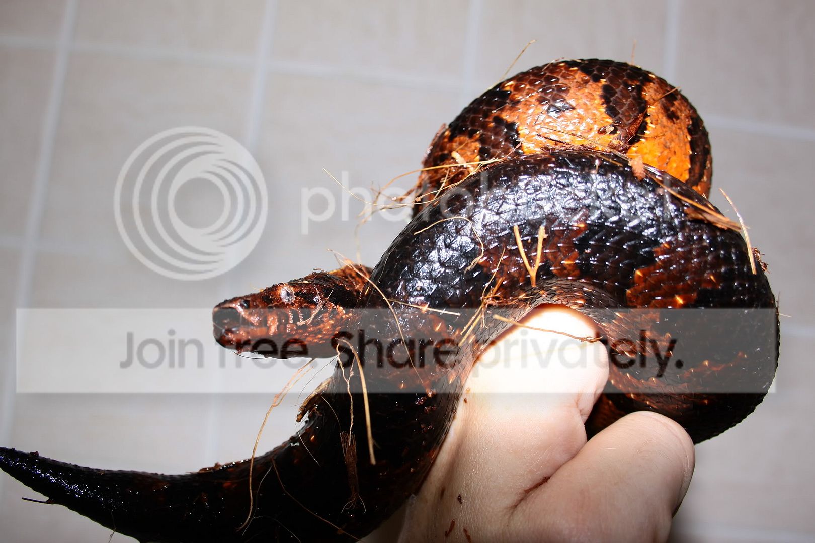 red viper boas | Reptile Forums
