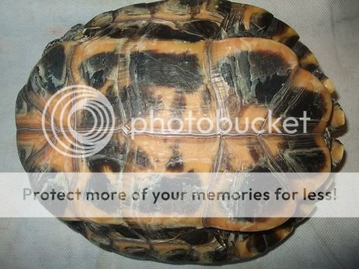 Questions about retained shed - RES | Reptile Forums